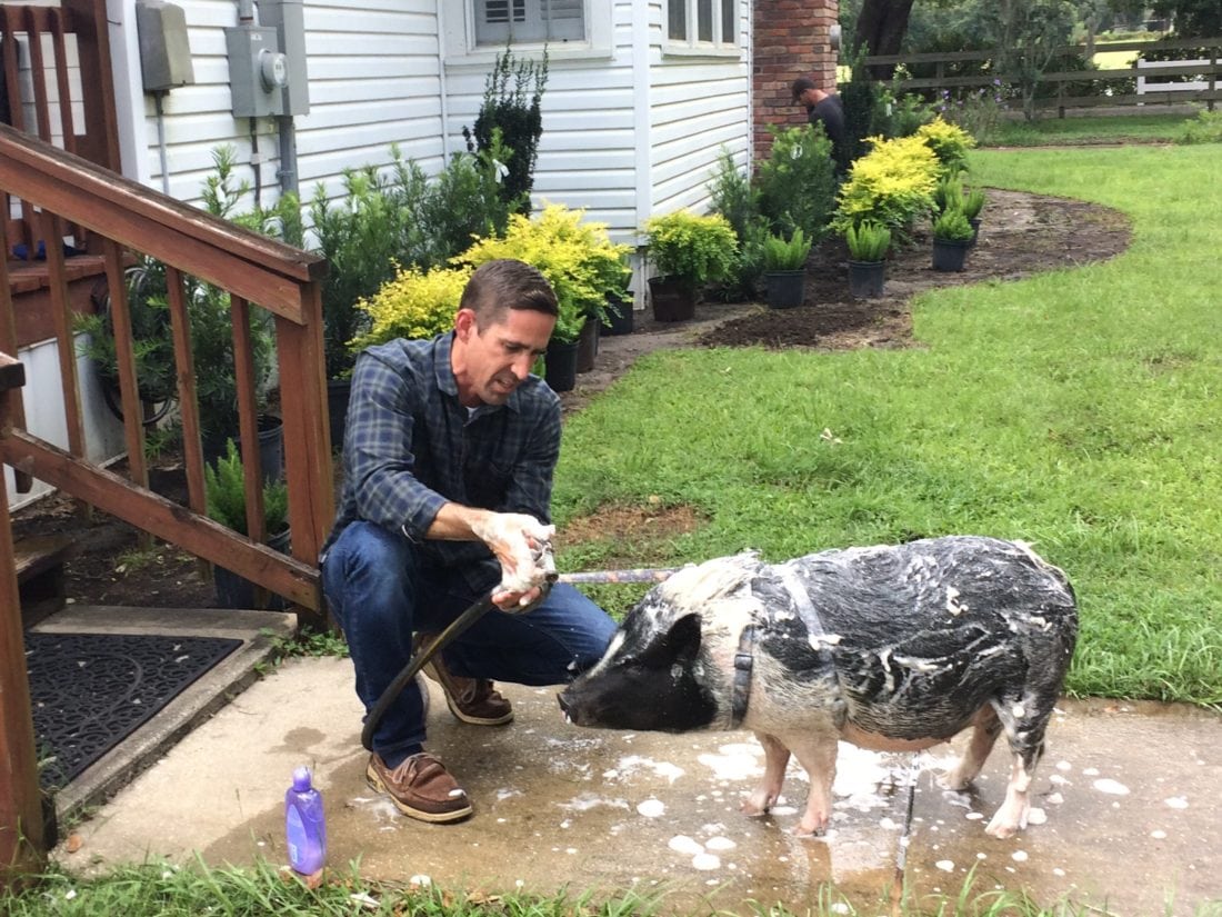 Florida family’s pig loves mints, sleeping indoors | News, Sports, Jobs ...